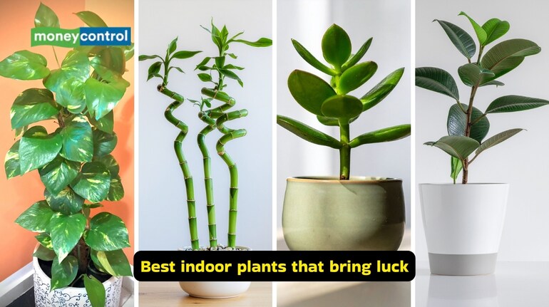 8 plants at your home entrance that bring luck and positive energy