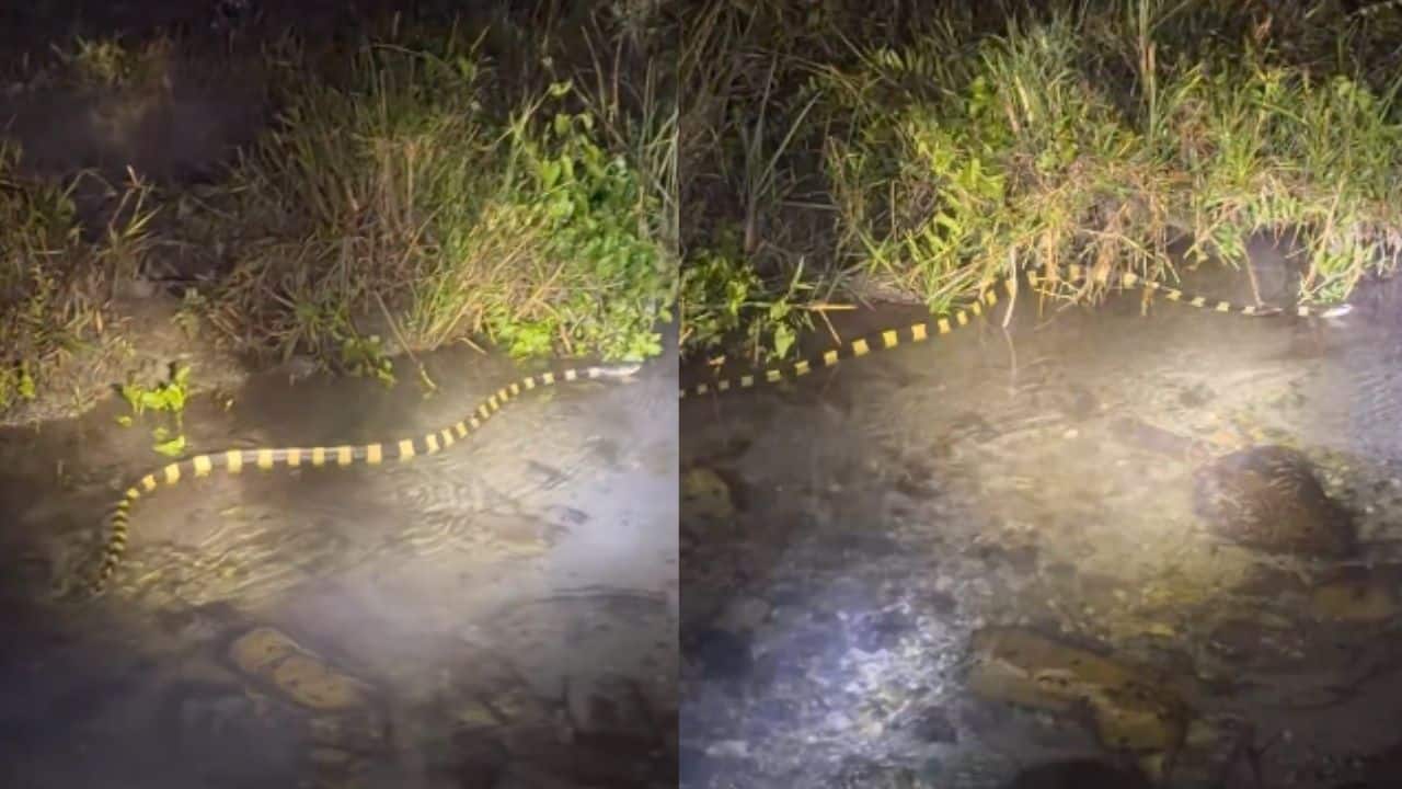 Deadly banded krait spotted during night patrol, IFS officer shares video