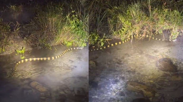 Deadly banded krait spotted during night patrol, IFS officer shares video