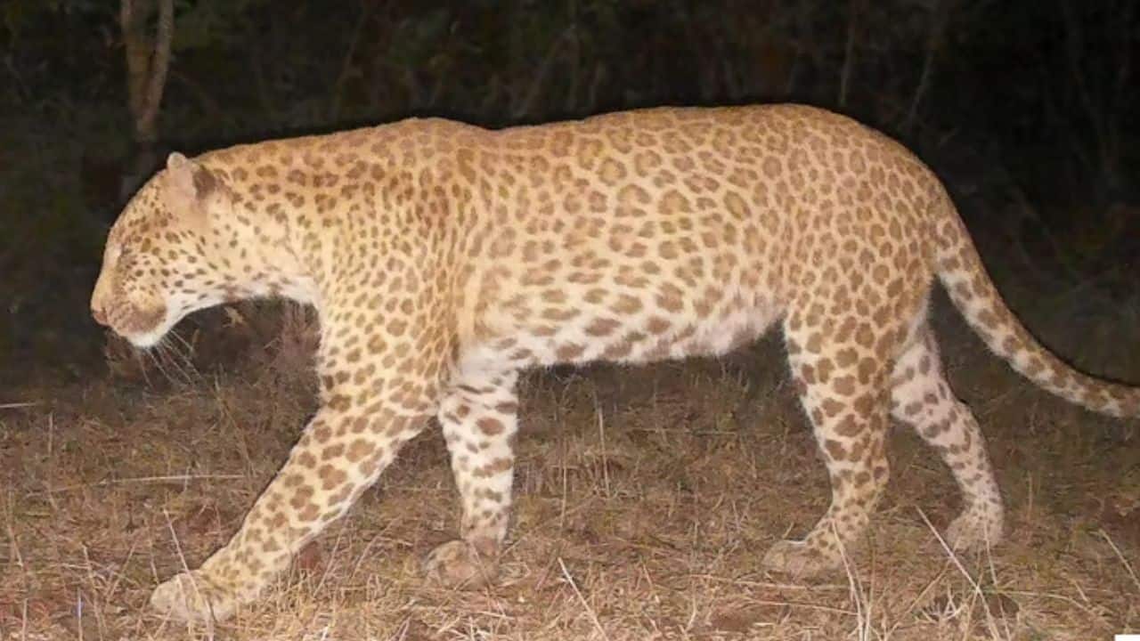 Ultra-rare strawberry-coloured ‘sandalwood leopard’ recorded for the ...