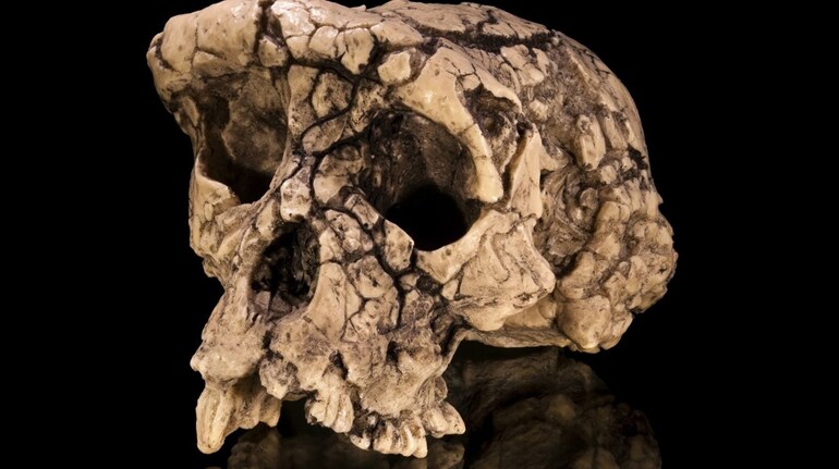First steps in human history: 7-million-year-old Sahelanthropus fossils ...