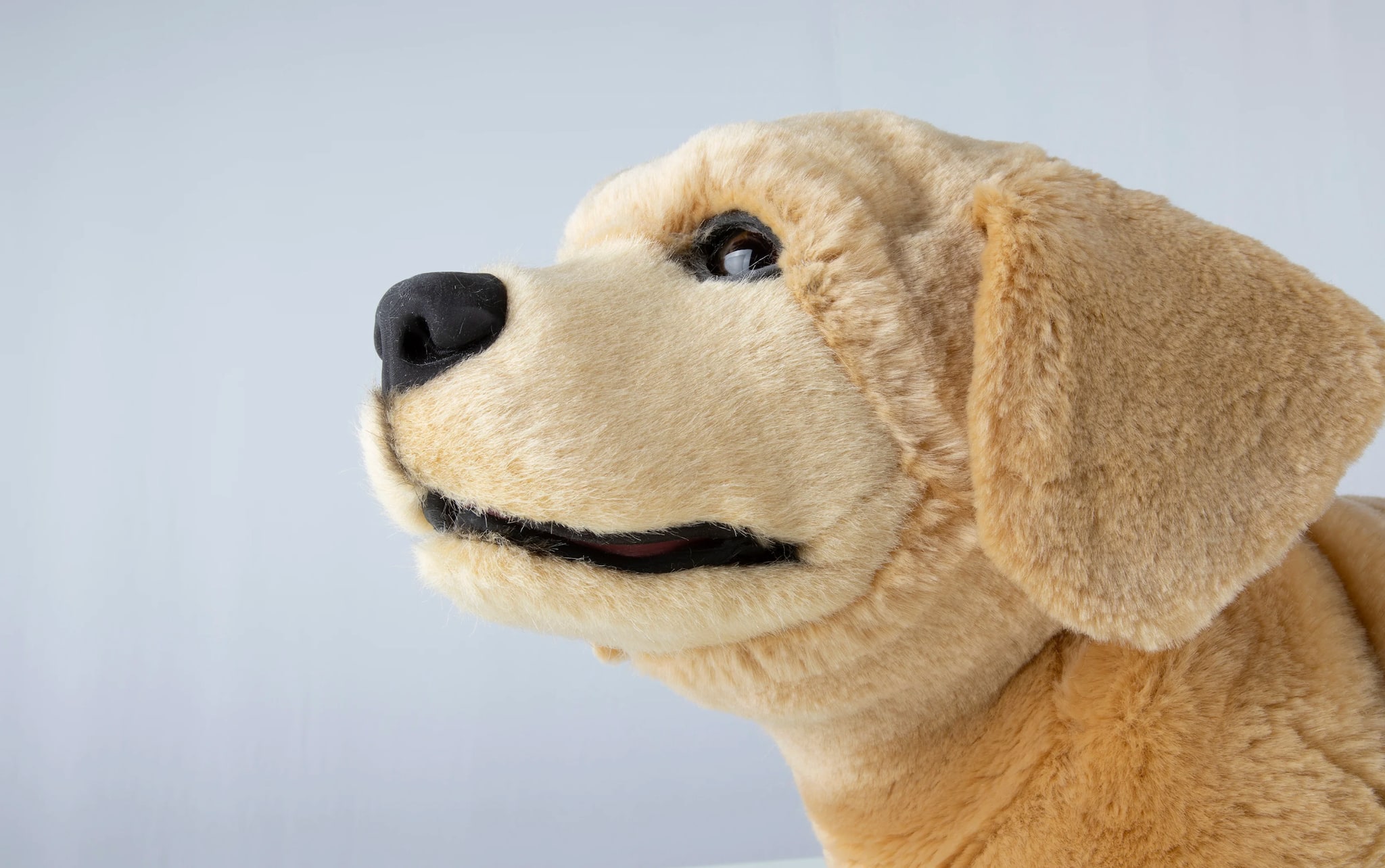 Meet Jennie, the robotic Labrador puppy unveiled at CES 2026, built to ...