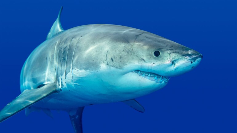 Bigger than a limo: Inside the story of the largest great white shark ...