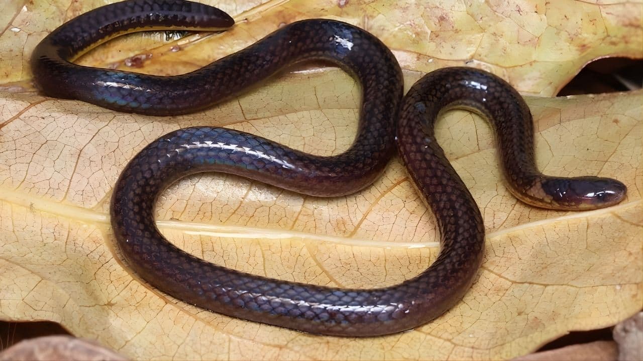 Hidden for 15 years, this tiny reed snake is finally discovered in Mizoram
