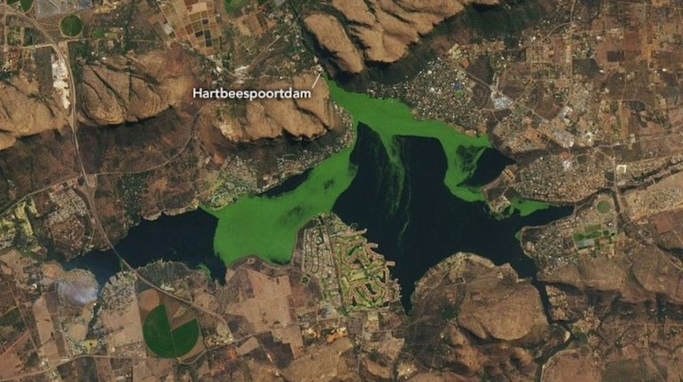 What is causing these strange green "algae blooms" in South Africa’s dam?