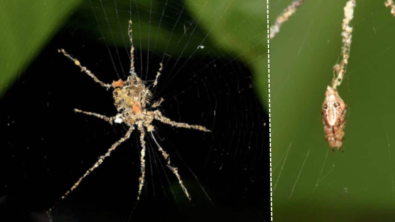 These tiny spiders are creating giant decoys of themselves for their ...