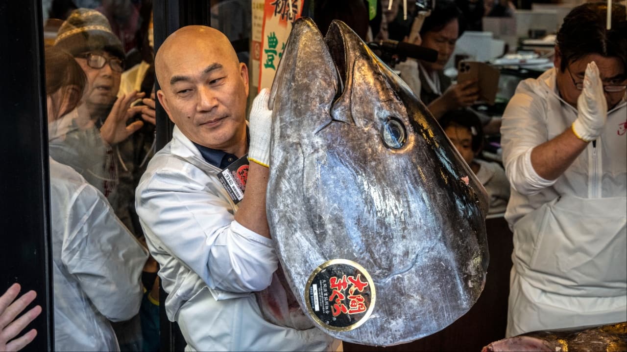 243 kg fish sold for Rs 28.7 crore in Tokyo, expected to cost Rs 11 ...