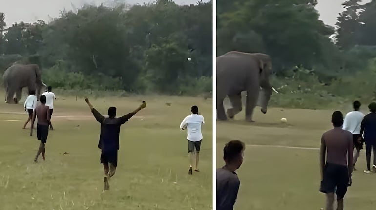 This Elephant just joined a football game with kids and internet can’t ...