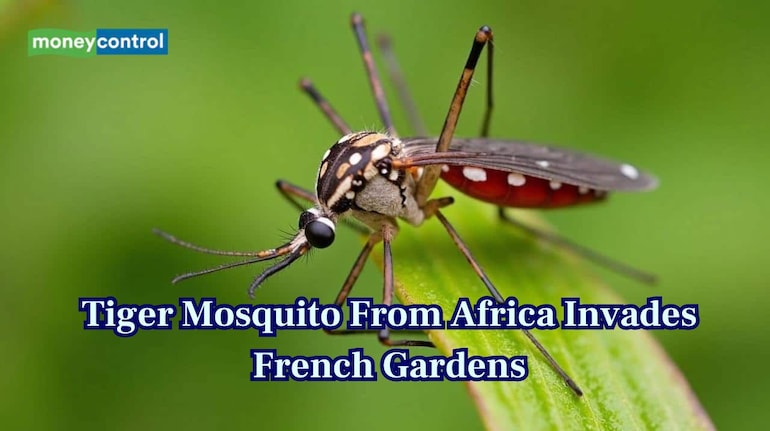 This tiny "tiger mosquito" from Africa is taking over French backyards