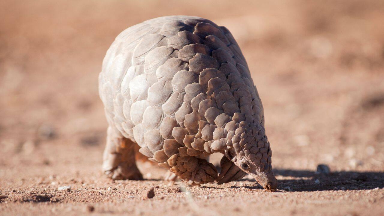 The Jungle’s Secret Armour: How Pangolins survive on a diet of tiny prey?