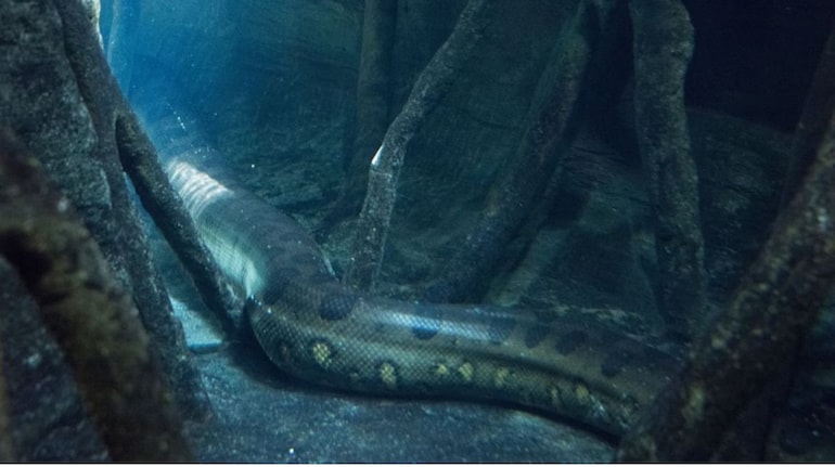 Meet World’s largest snake, Ana Julia: 20.7-foot anaconda found in ...