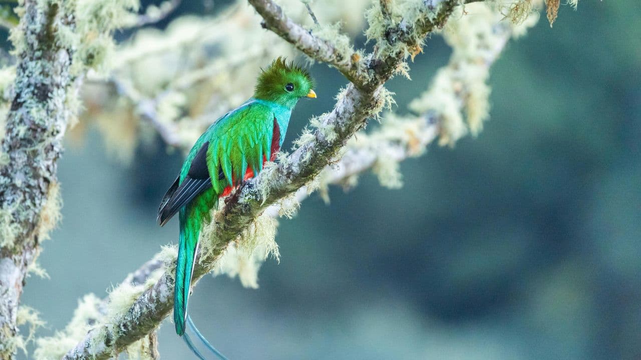 Meet the Resplendent Quetzal: World’s most beautiful and colorful bird ...