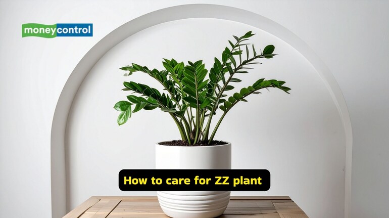 5 beautiful low-maintenance indoor plants for those who forget to water ...