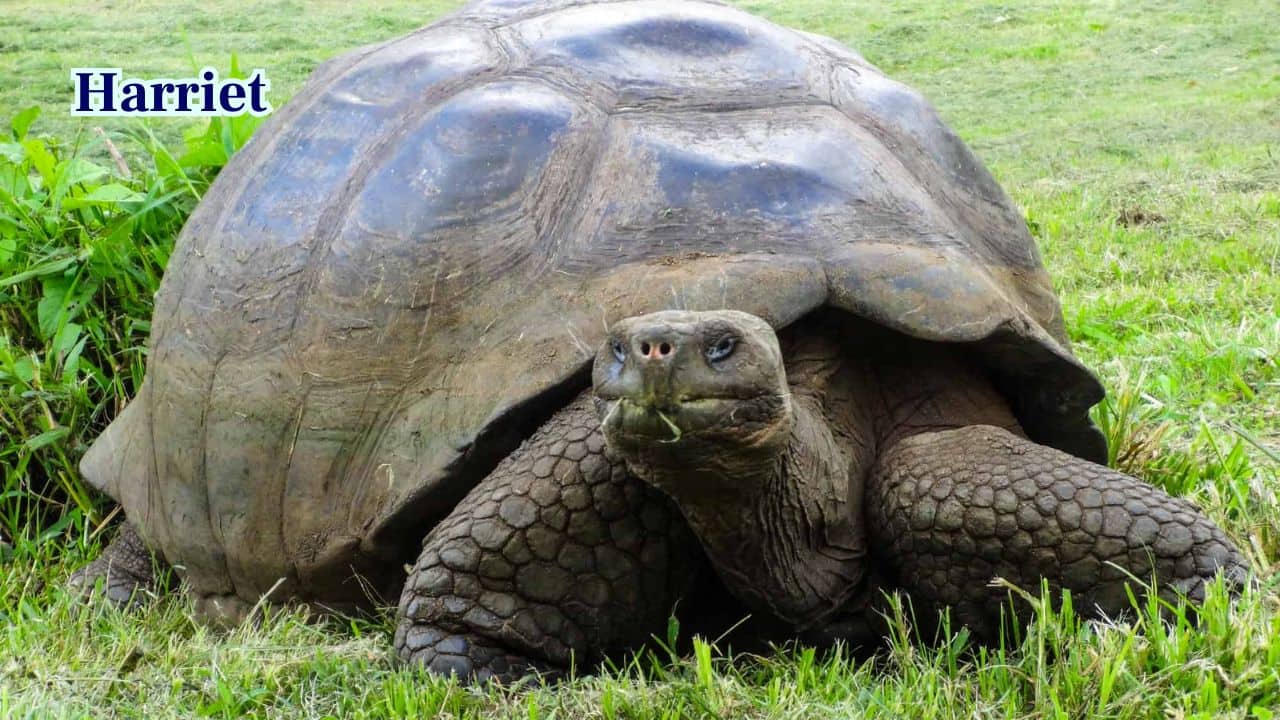 Meet 5 world’s oldest turtles that have lived for centuries