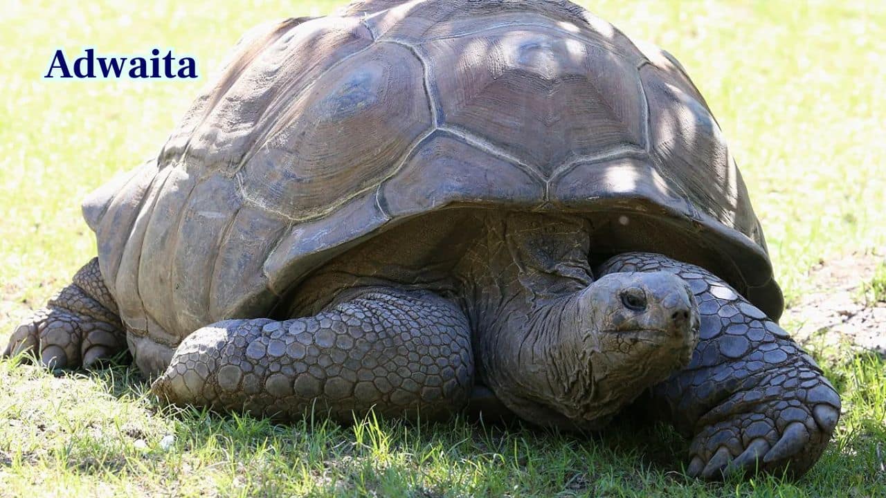 Meet 5 world’s oldest turtles that have lived for centuries