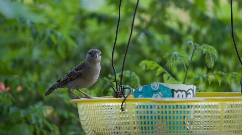 How to attract sparrows and small birds to your balcony naturally