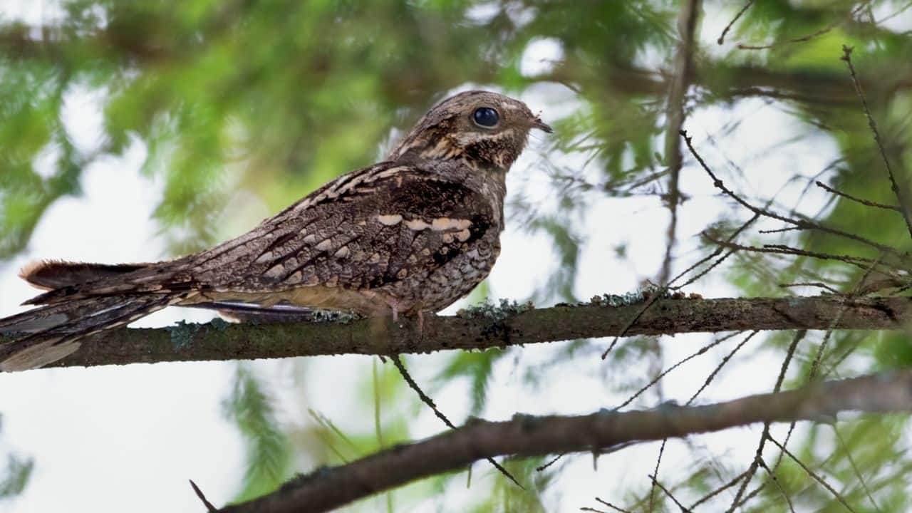Tiny and nocturnal, this Great Eared Nightjar is mystery itself!