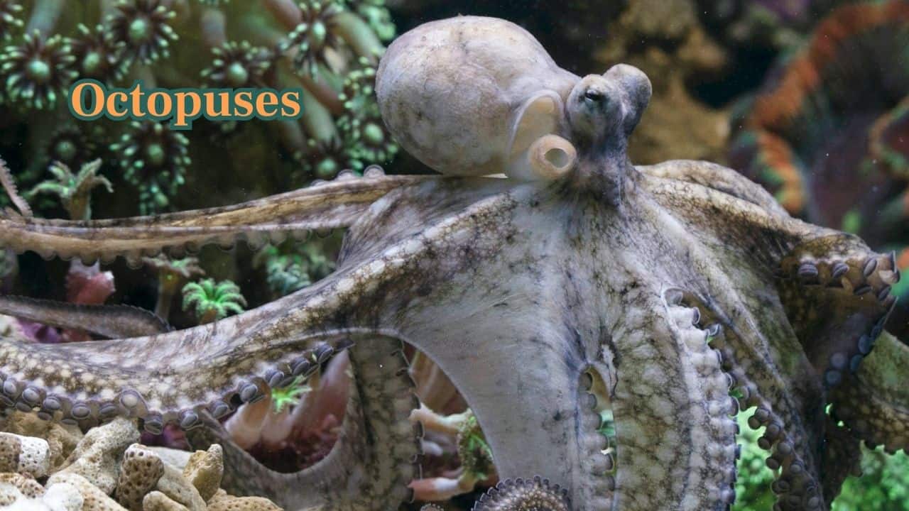 From backyard to deep sea: These 5 animals contain "blue blood" to survive