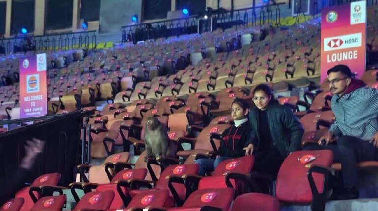 Monkey spotted inside India Open venue amid raging unhealthy playing ...