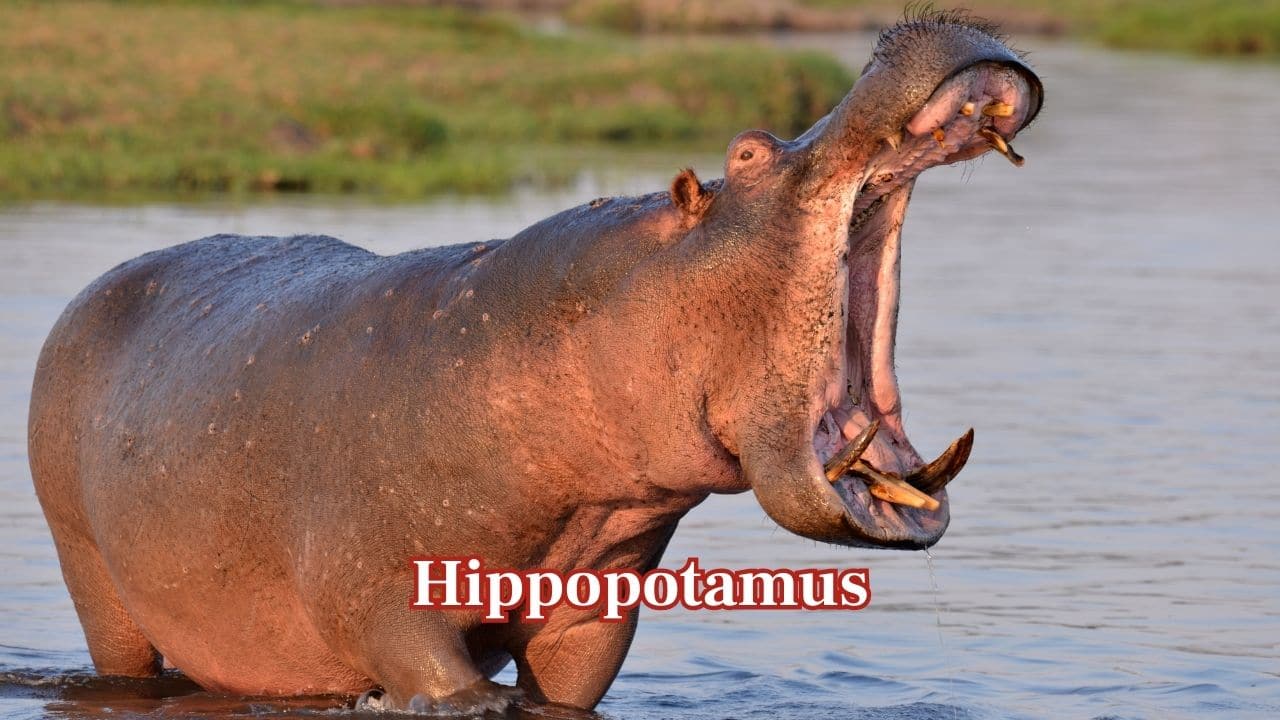 5 animals so powerful they can actually kill a lion