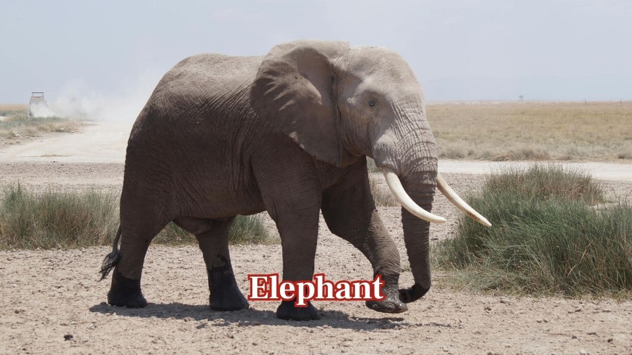 5 animals so powerful they can actually kill a lion