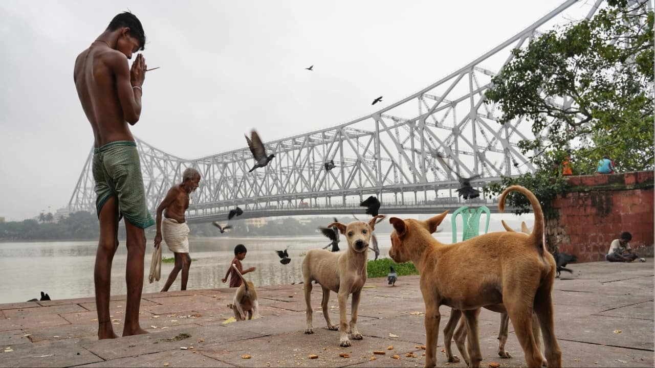 Ratan Tata’s closest aide on SC’s stray dogs remark: Is compassion to ...