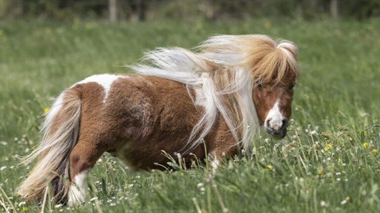 Meet Pumuckel: The shortest living horse in the World, barely half a ...