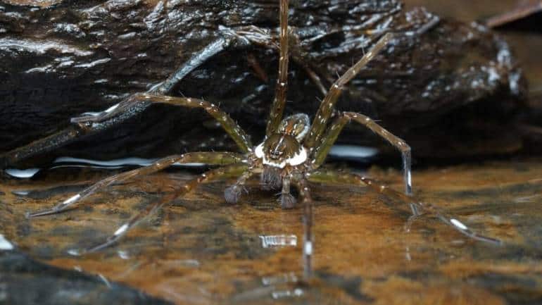 A rare "fishing spider" discovered in Kerala streams, showing ecosystem ...