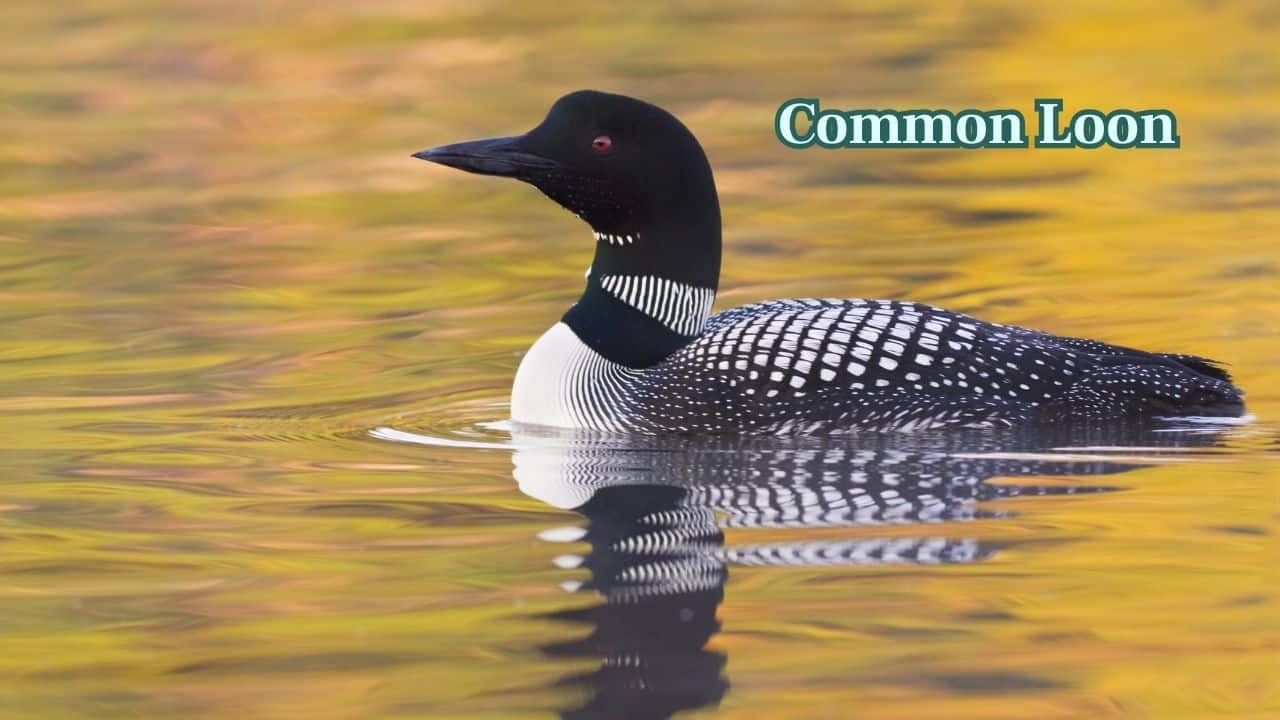 "It's a Canadian Wolf Bird": Did you know there are 5 species of loons?