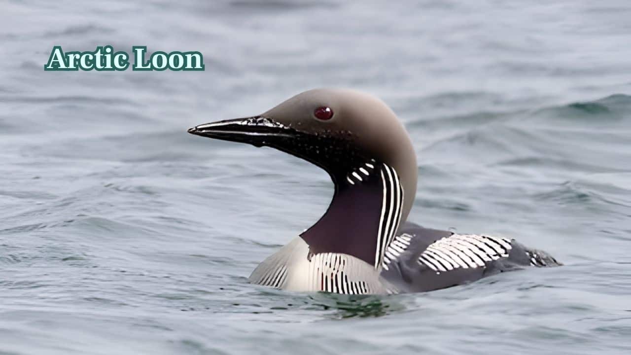 "It's a Canadian Wolf Bird": Did you know there are 5 species of loons?