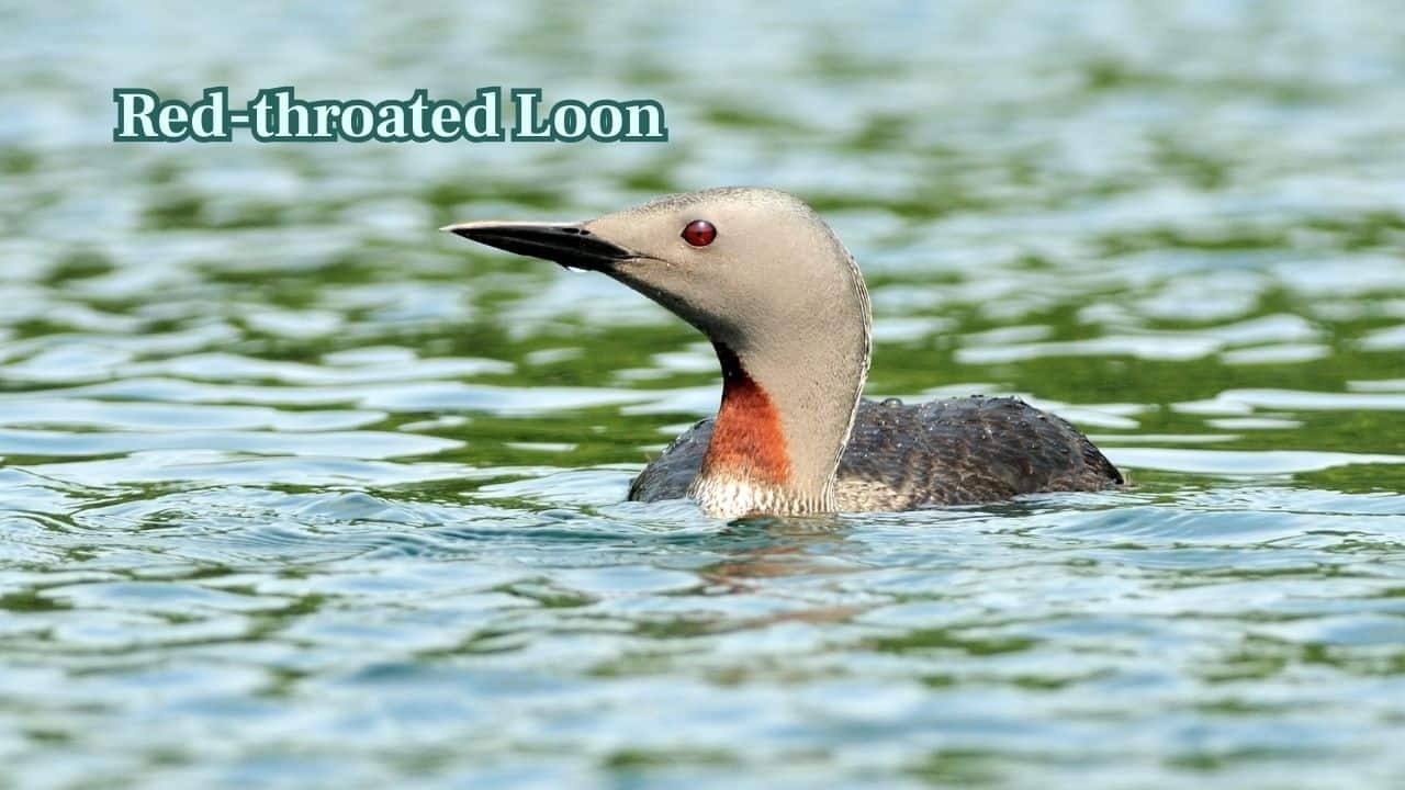 "It's a Canadian Wolf Bird": Did you know there are 5 species of loons?