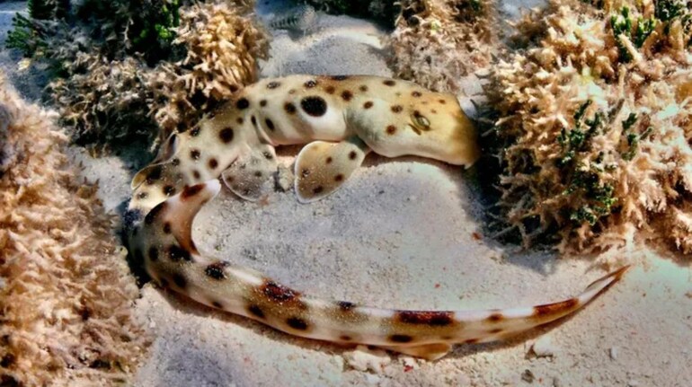 Walking shark spotted in Australia that reproduces under stress ...
