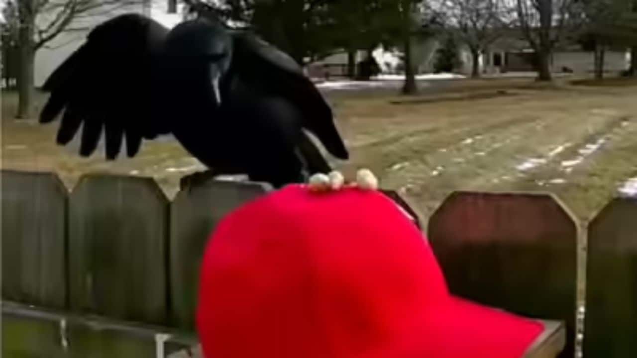 Man trains crows to target 'Make America Great Again' hats; shares how ...