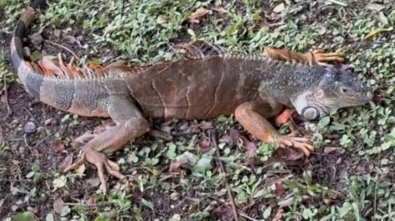 Iguana got paralysed after cold temperature hits Miami, video goes viral