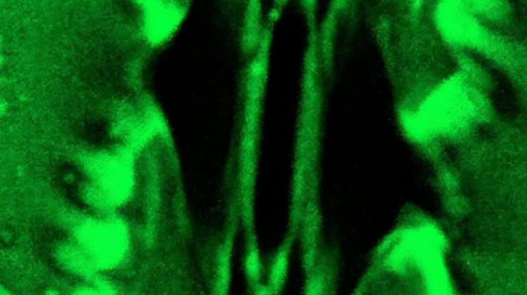 Scientists capture plant “breathing” in real time for first time
