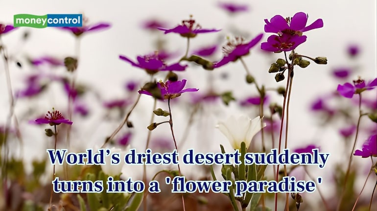 When the World’s driest desert suddenly turns into a "flower paradise"