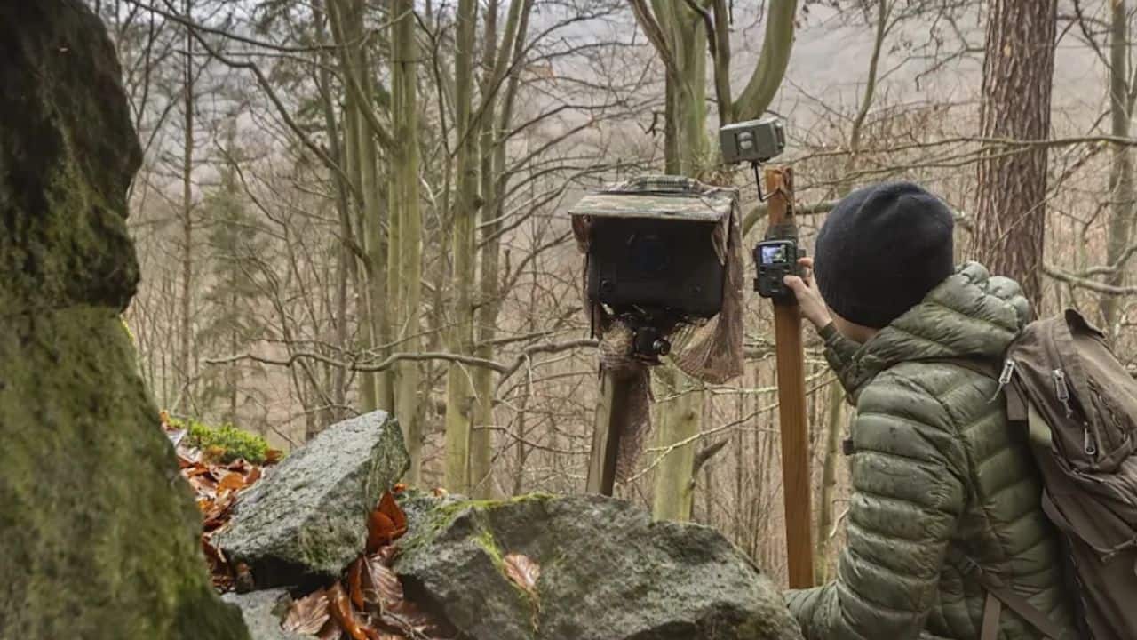 Europe’s Ghost Cat: Images captured of this rare and secretive forest ...