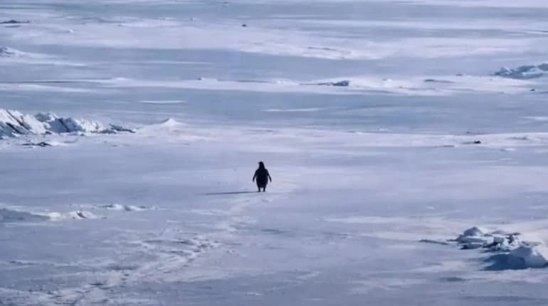 Who's that viral penguin walking to the mountains? Science explained ...