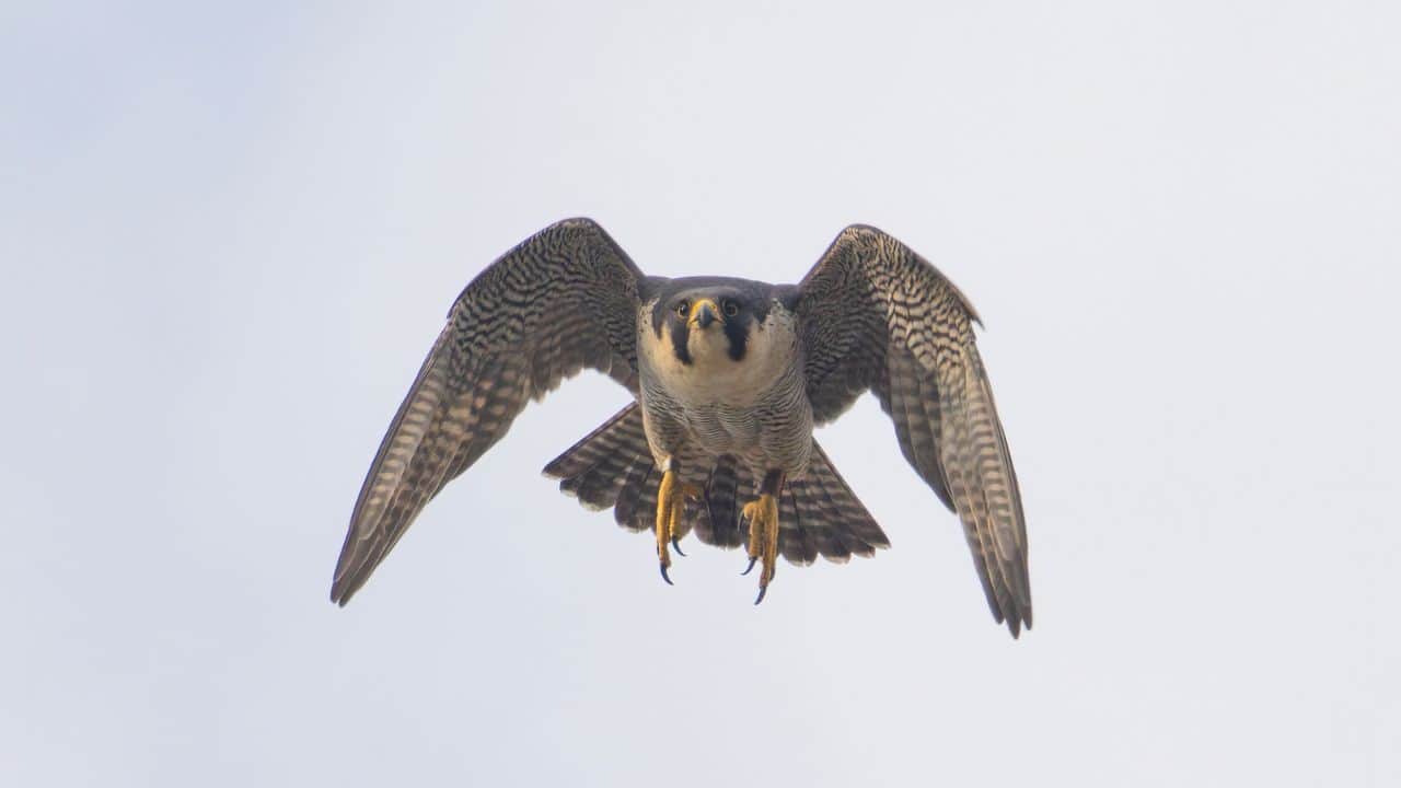 This bird is faster than a supercar — Meet the Peregrine Falcon who ...