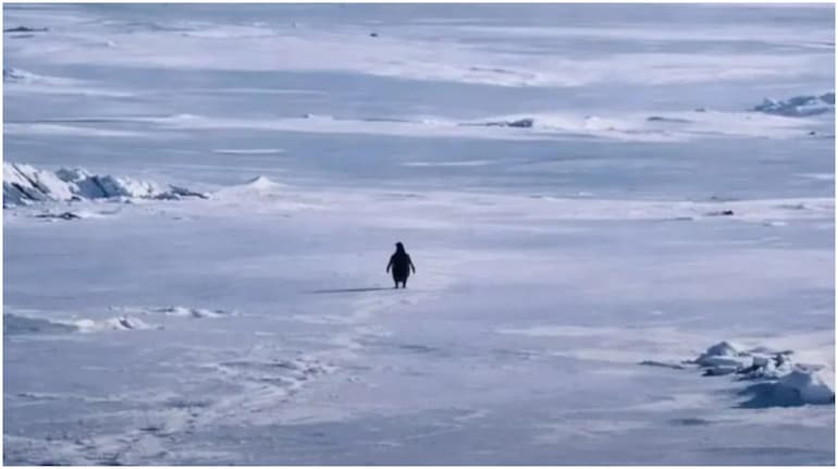 Seen the 'lonely penguin' on your feed? Filmmaker behind viral clip ...