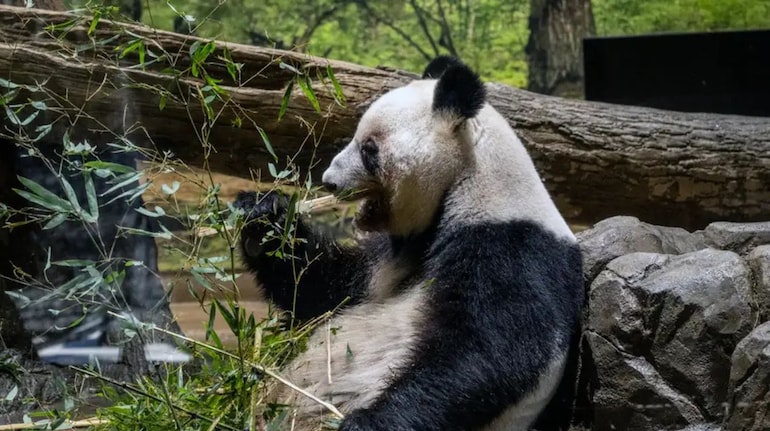 Japan bids farewell to its last giant pandas as they return to China ...
