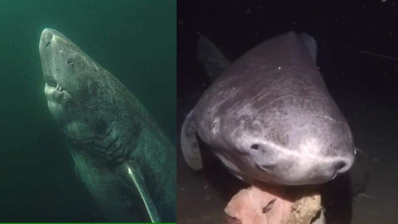 "They can see": Scientists revealed Greenland Sharks can see in dim ...