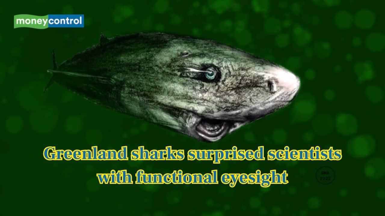 "They can see": Scientists revealed Greenland Sharks can see in dim ...