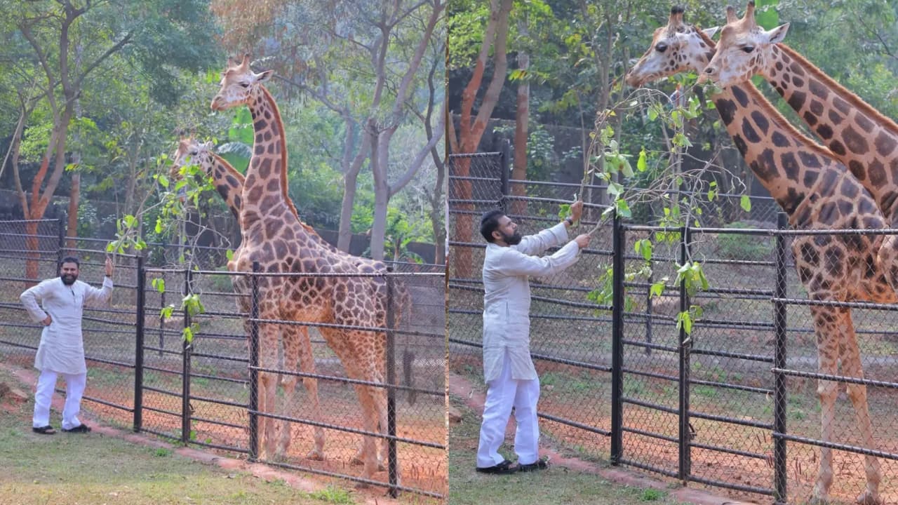 Pawan Kalyan adopts 2 giraffes on his mother Anjana Devi’s birthday