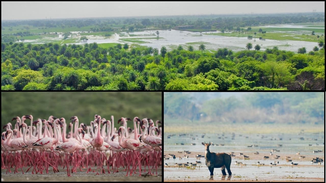 Patna Bird Sanctuary and Gujarat’s Chhari-Dhand get Ramsar tag, India’s ...