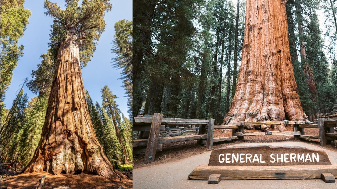 Meet General Sherman: The largest tree in the World at 275 feet tall ...