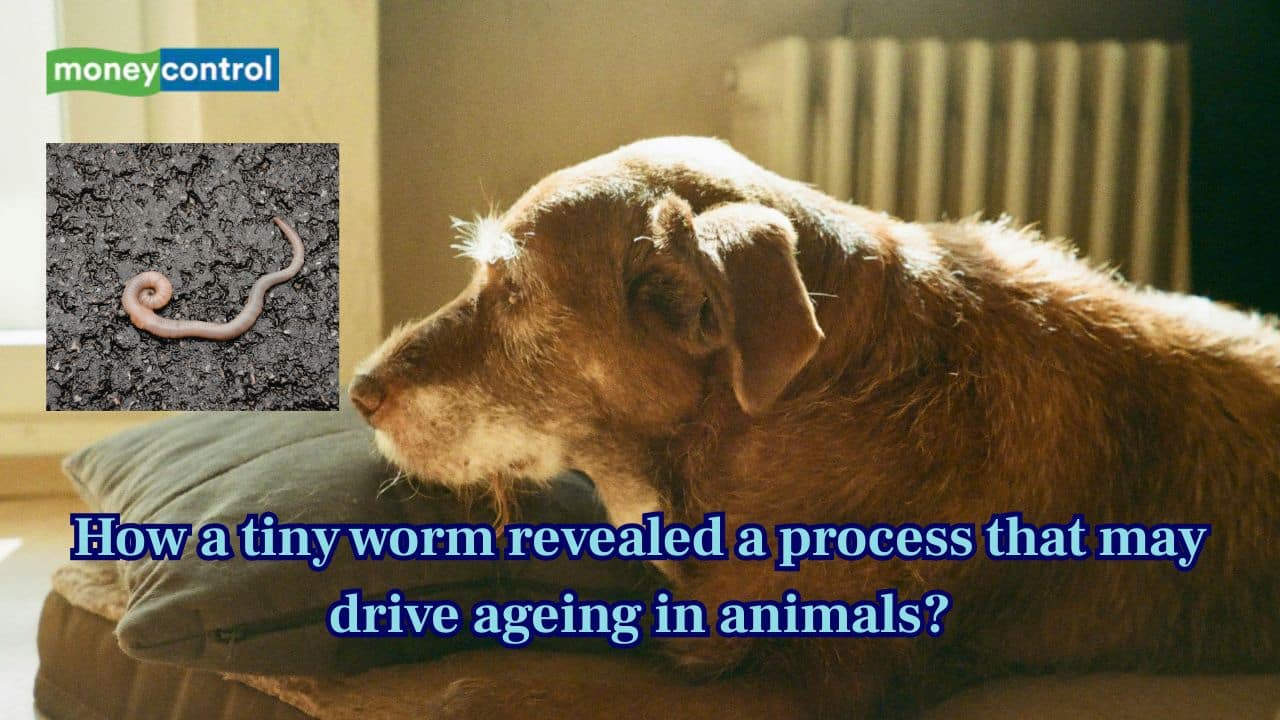 Inside the Ageing Cell: How a tiny worm revealed a process that may ...
