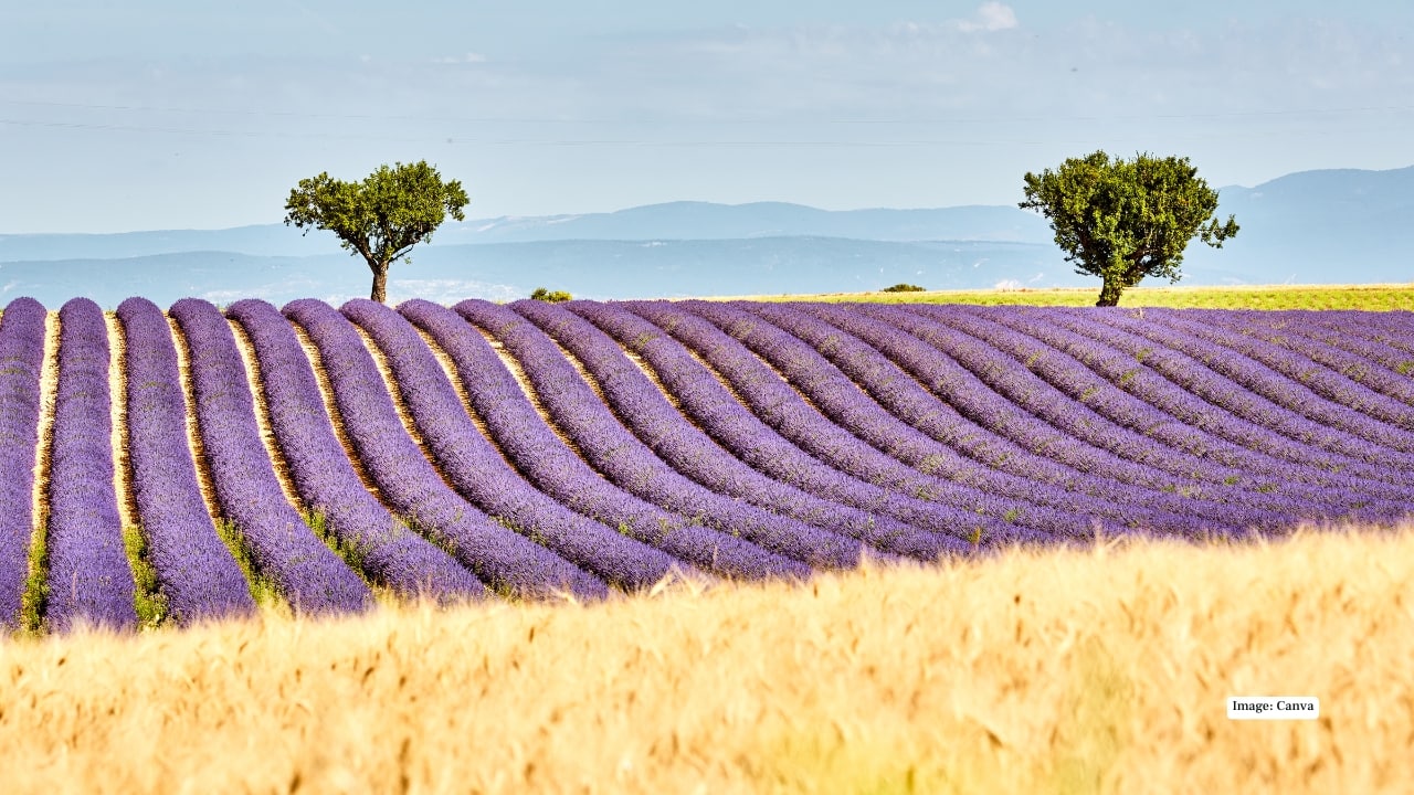 10 most beautiful flower fields in the world to visit once in a ...