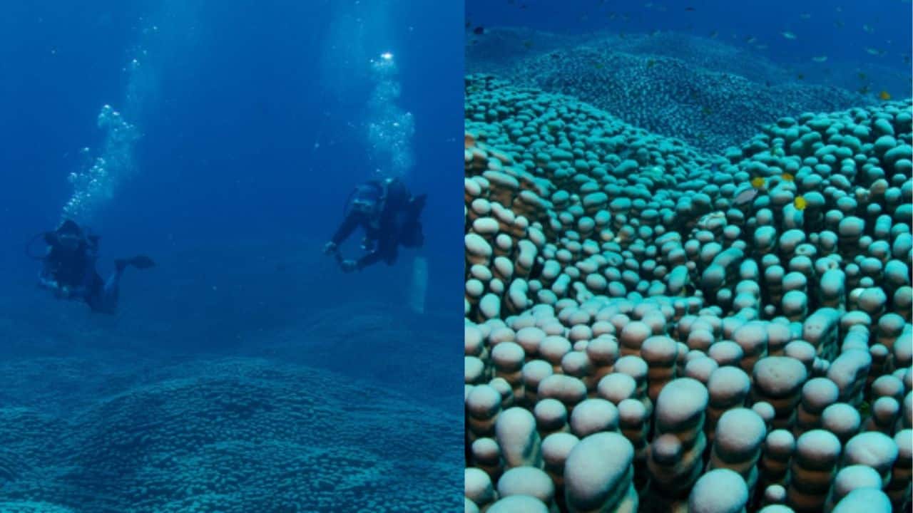 World's Largest Coral Colony: At just 15 metres deep, a mother-daughter ...
