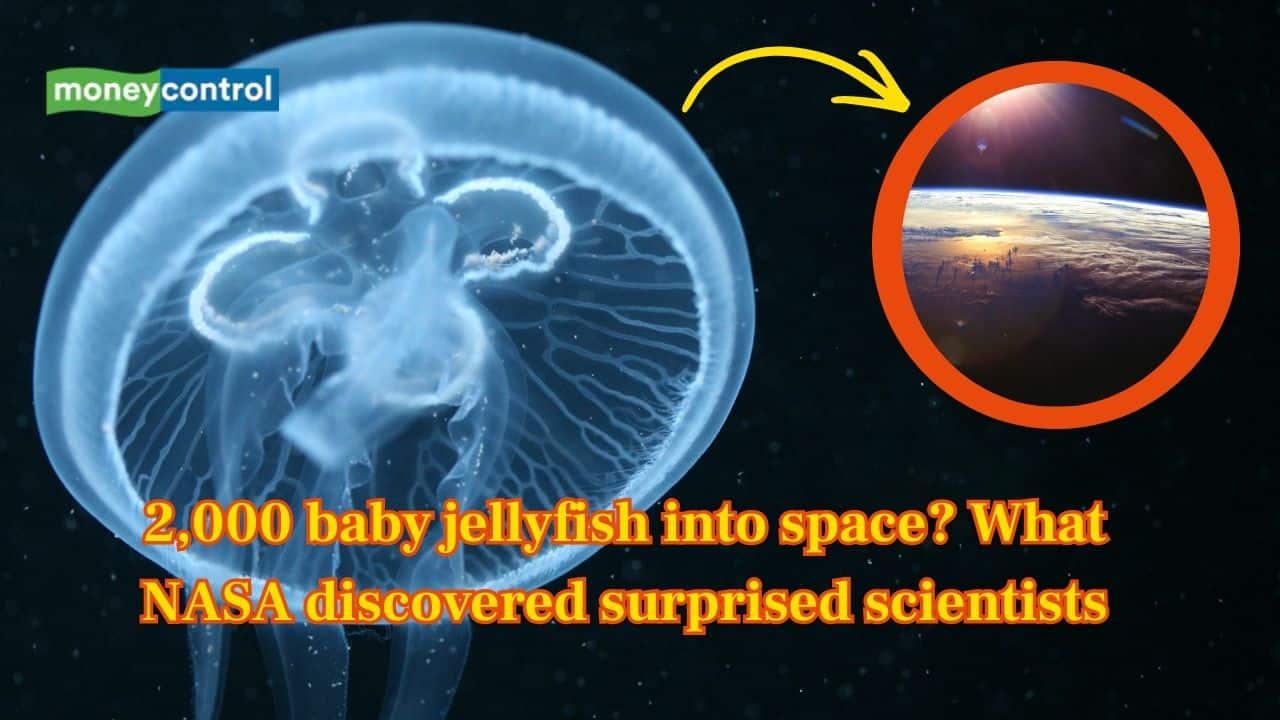 2,000 baby jellyfish into space? NASA’s 1991 experiment revealed how ...